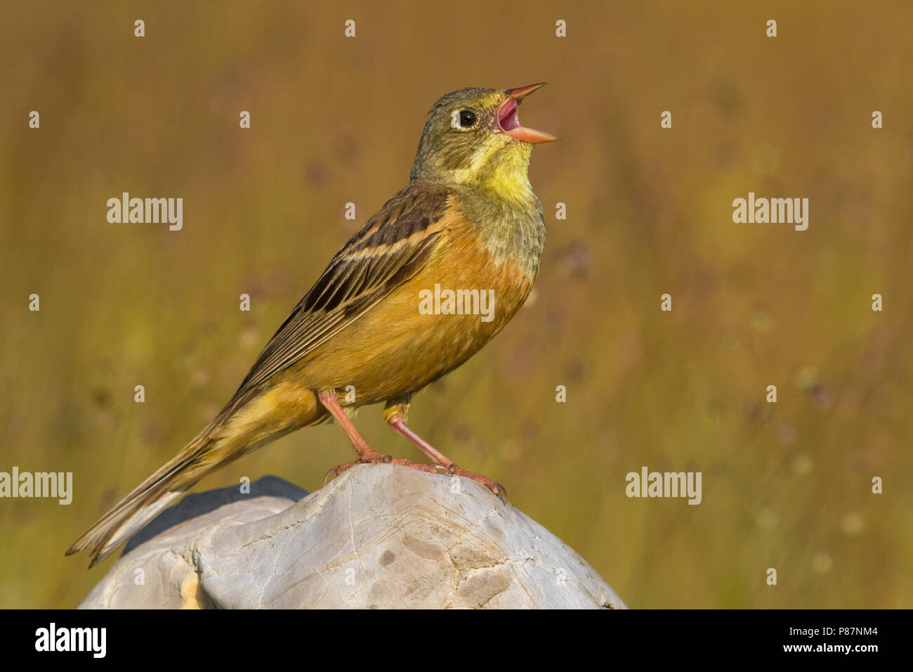 Ortolaan; Ortolan Bunting; Emberiza hortulana Stock Photo - Alamy