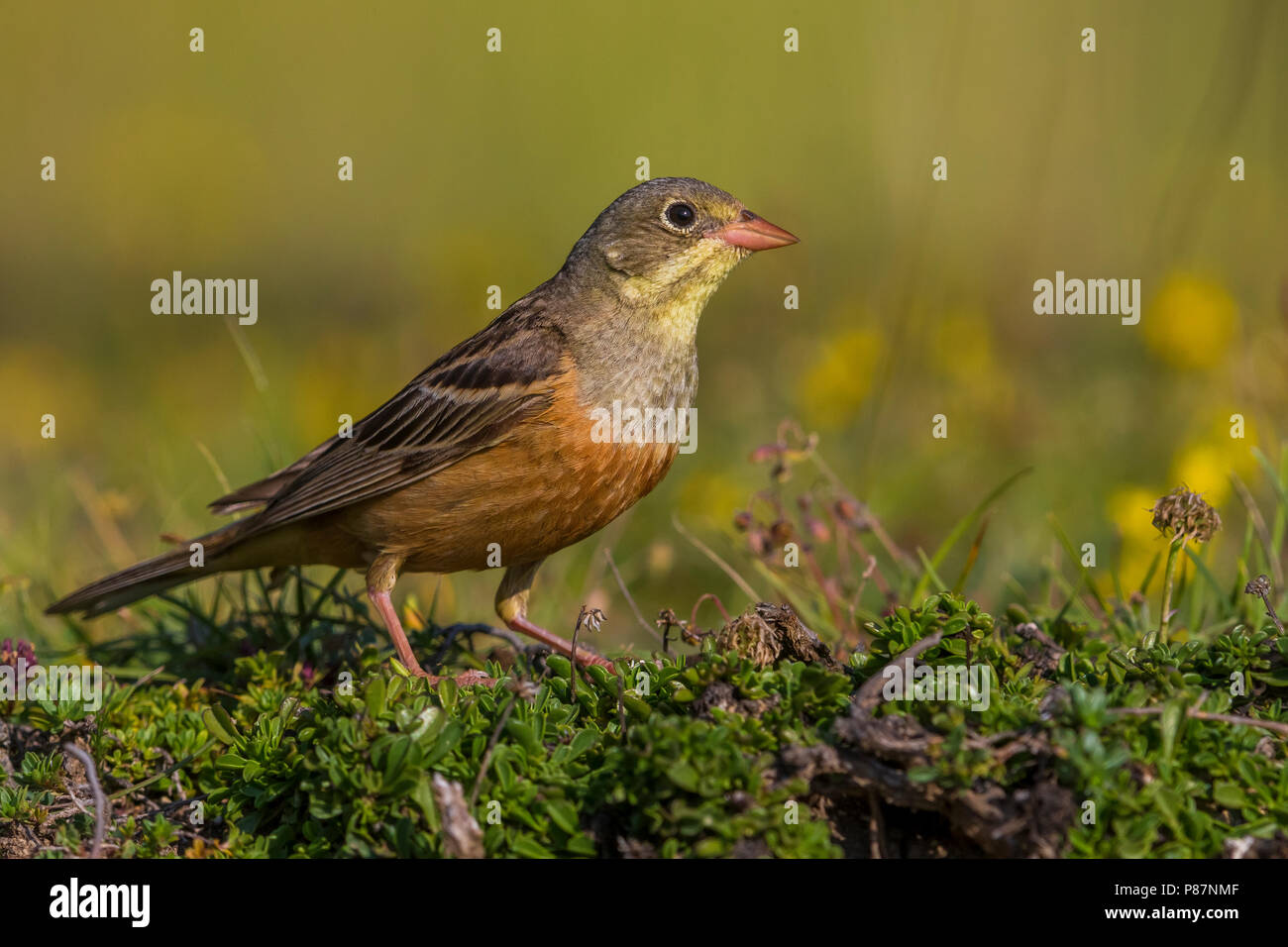 Ortolan hi-res stock photography and images - Alamy
