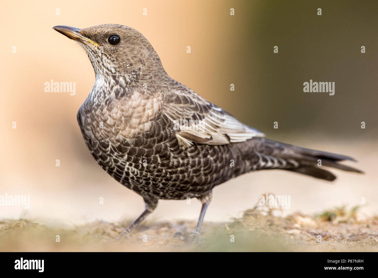 Ring ouzel hi-res stock photography and images - Alamy