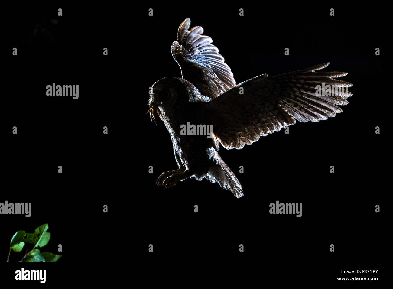 Eurasian Scops-Owl, Dwergooruil, Otus scops Stock Photo - Alamy