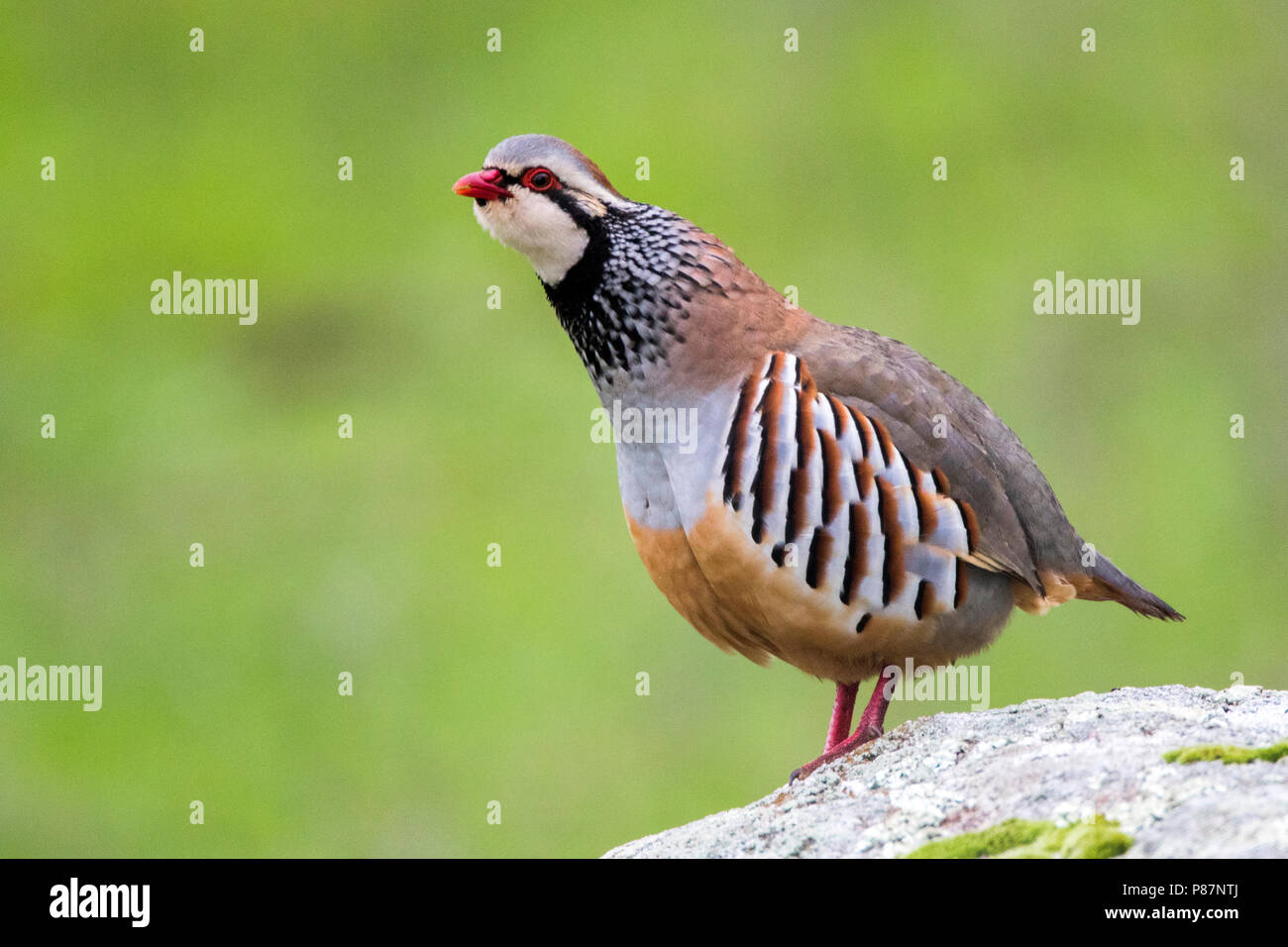 Red-legged Partridge, Rode Patrijs, Alectoris rufa Stock Photo - Alamy