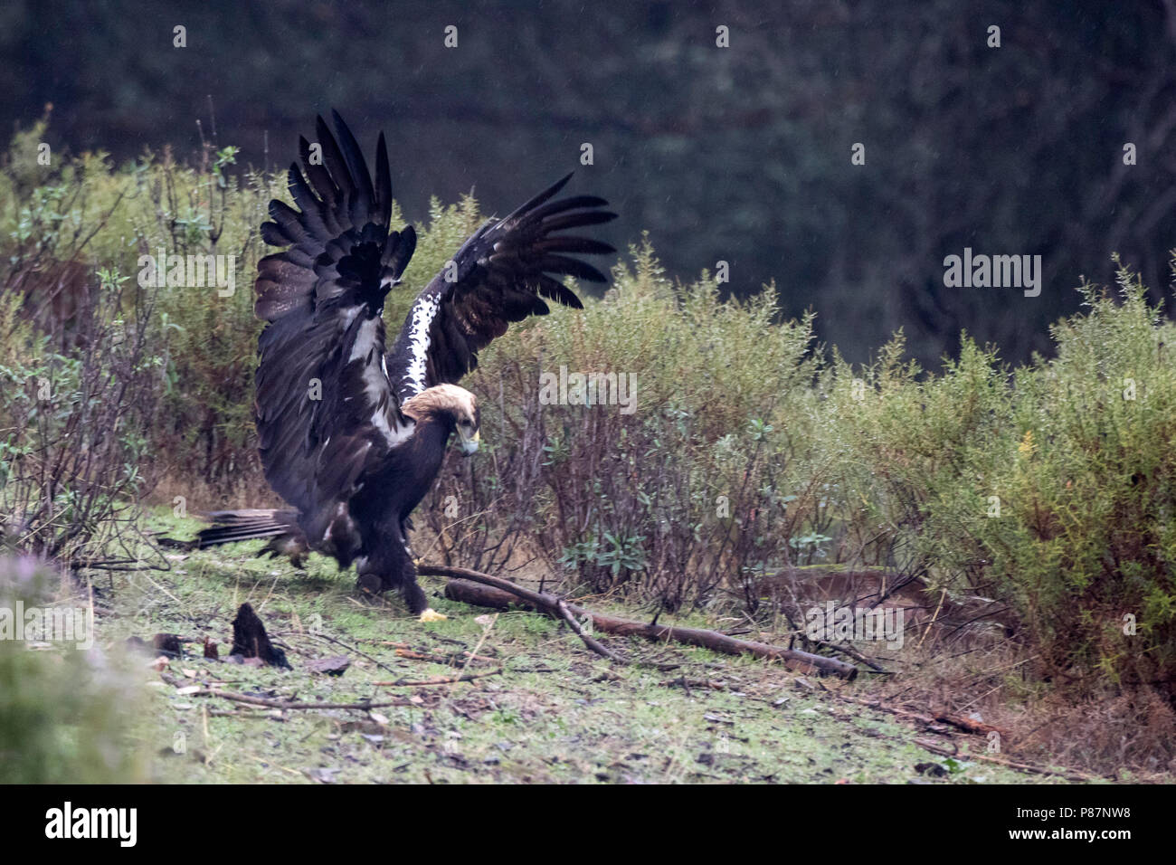Aguila imperial iberica hi-res stock photography and images - Alamy