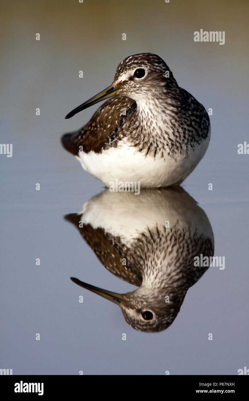 Diez daniele hi-res stock photography and images - Alamy