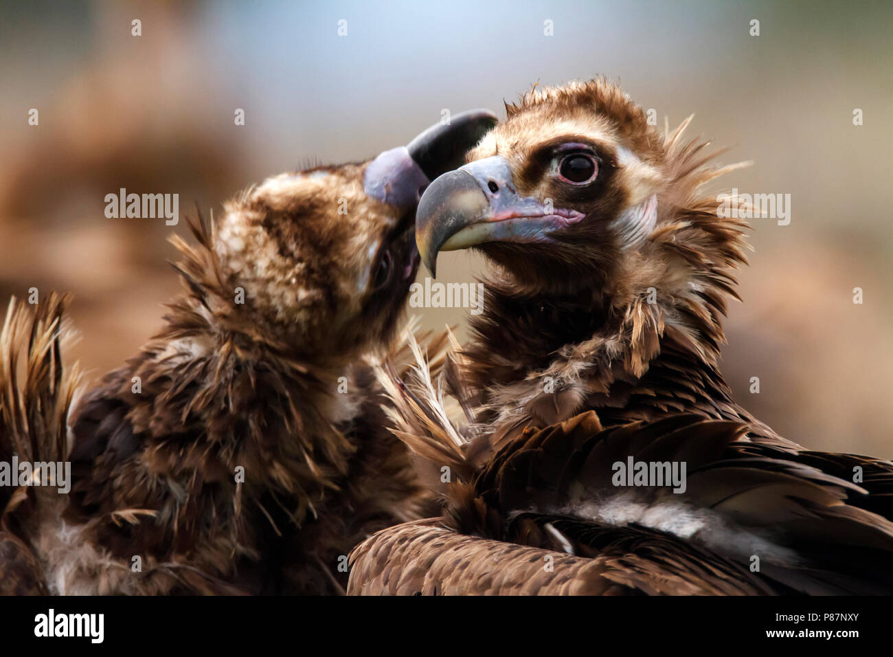 Cinereous Vulture, Monniksgier, Aegypius monachus Stock Photo - Alamy