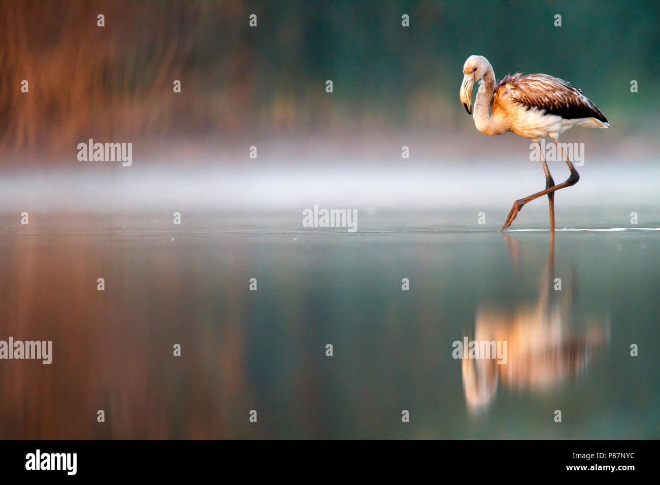 Europese flamingo hi-res stock photography and images - Alamy