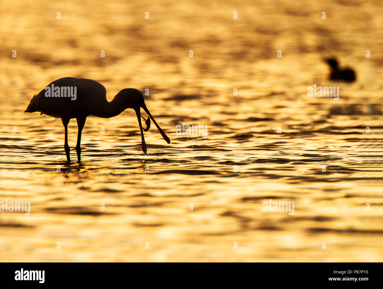 Eurasian Spoonbill, Lepelaar, Platalea leucorodia Stock Photo - Alamy