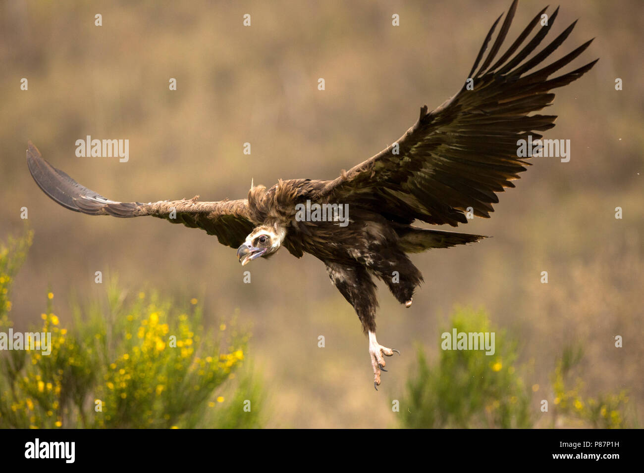 Raptors of spain hi-res stock photography and images - Alamy