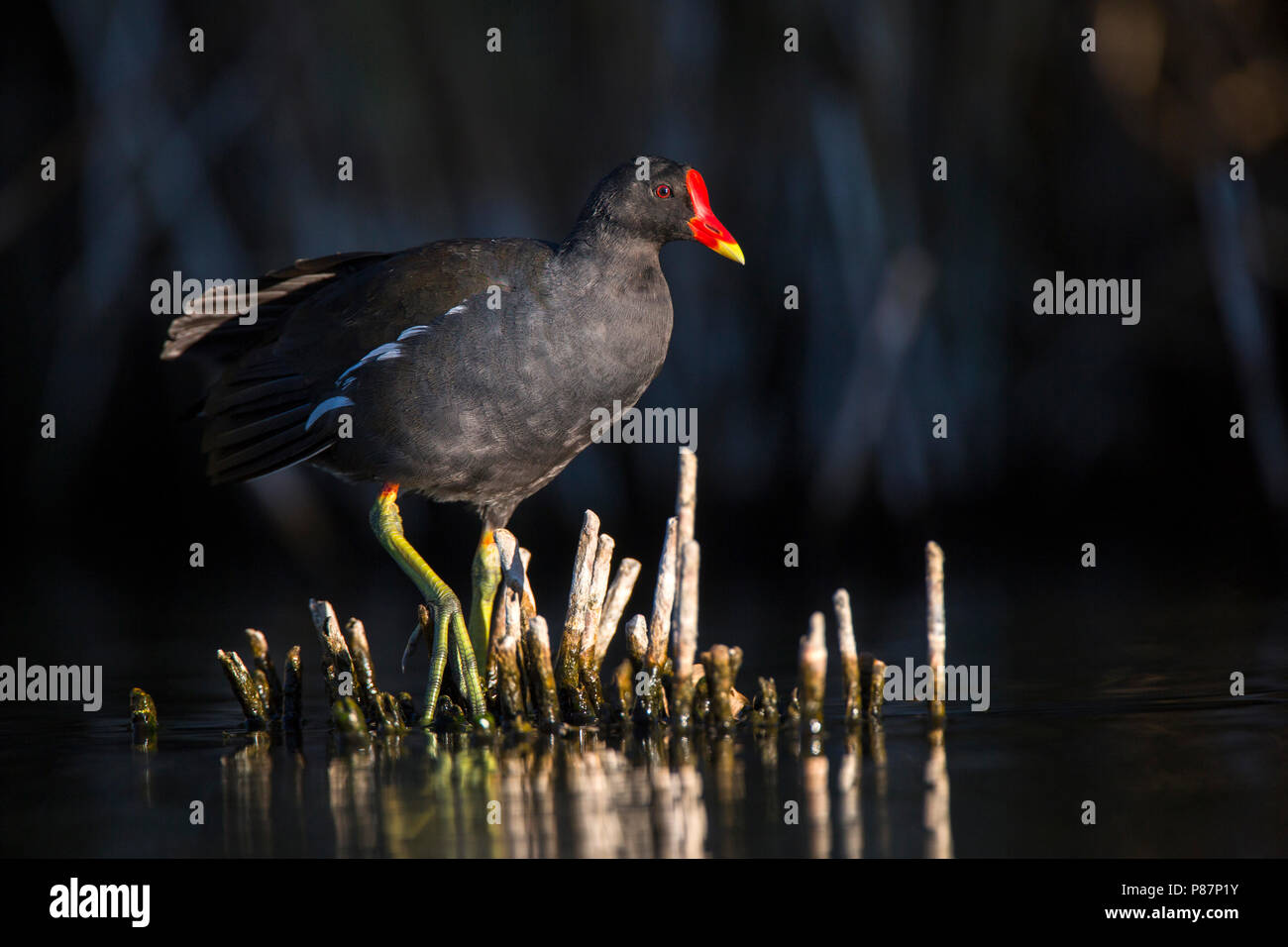 Common Moorhen, Waterhoen, Gallinula chloropu Stock Photo - Alamy