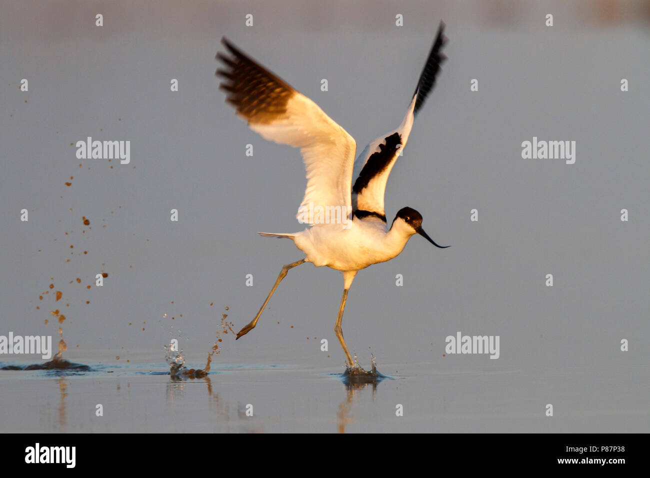 Avocette hi-res stock photography and images - Alamy