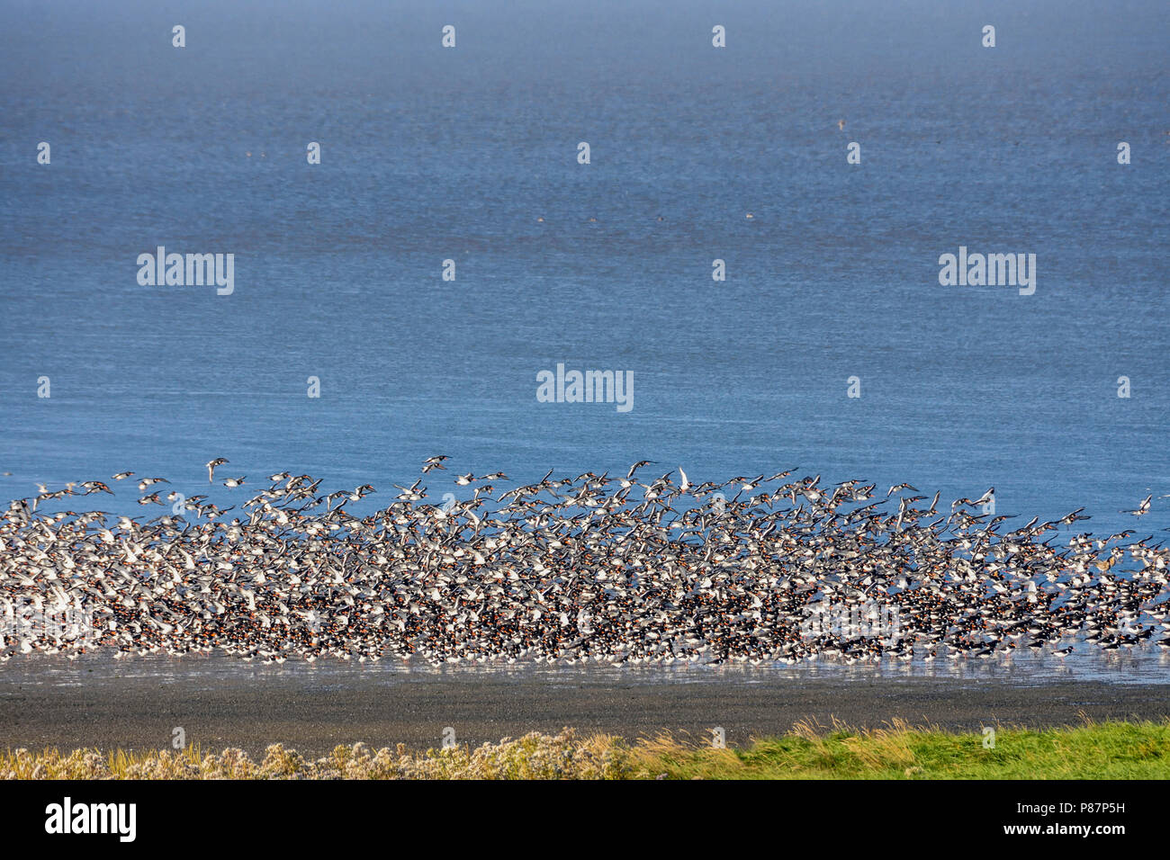 Zwerm vogels hi-res stock photography and images - Alamy