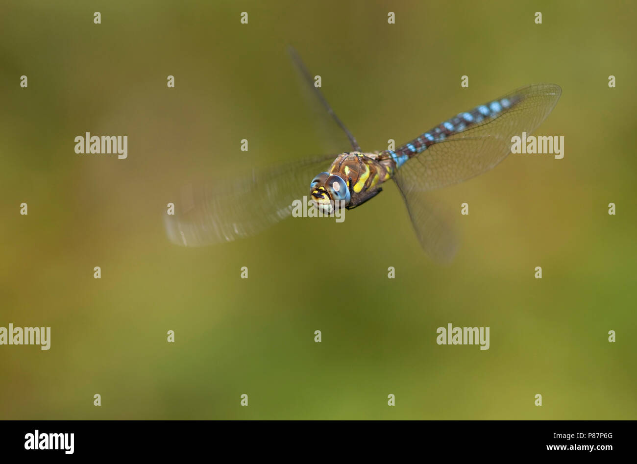 Spijker hi-res stock photography and images - Alamy