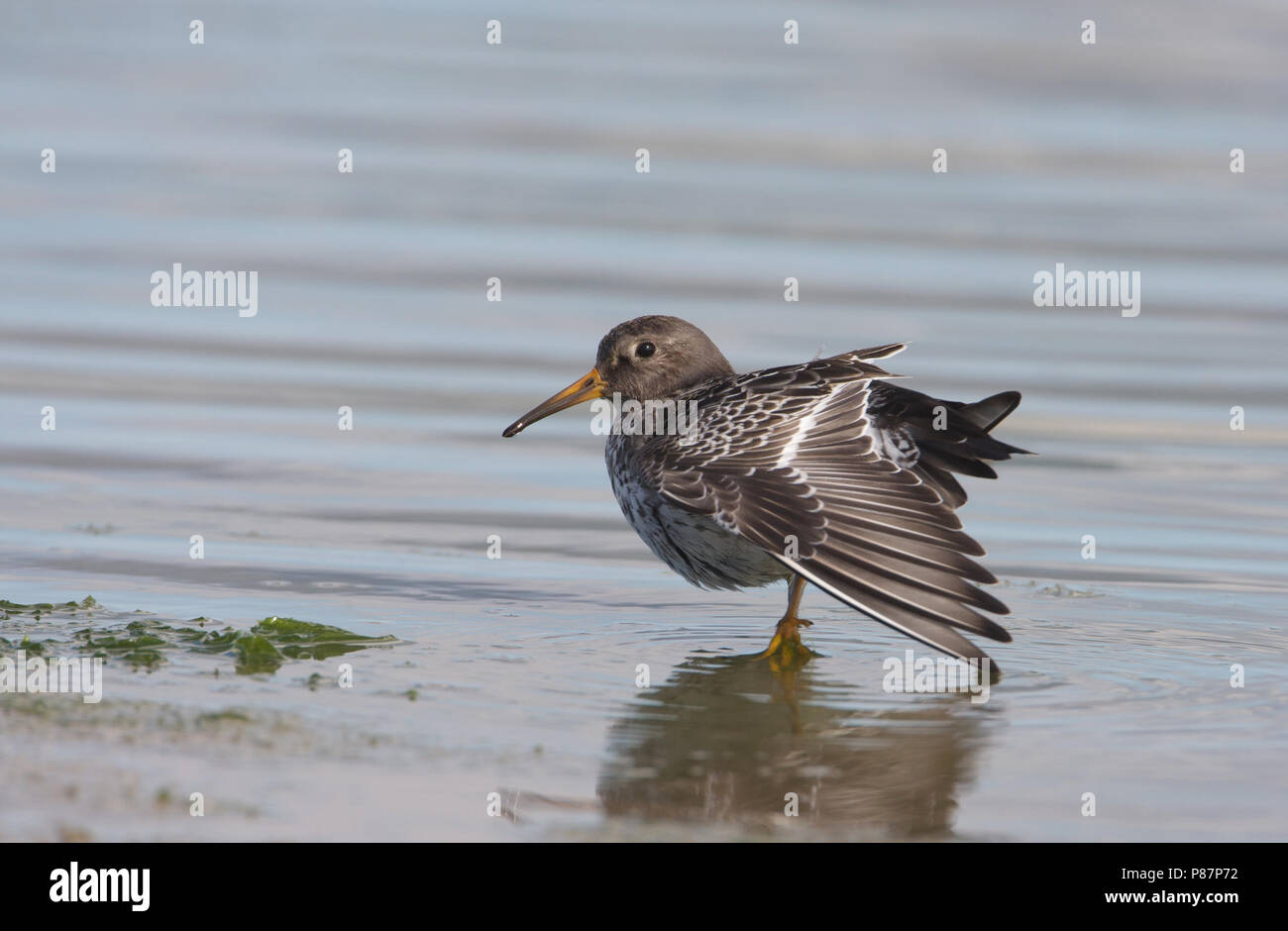 Violet strandloper hi-res stock photography and images - Alamy