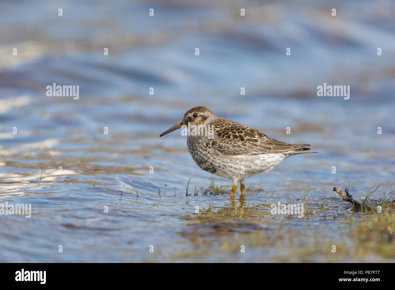 Violet strandloper hi-res stock photography and images - Alamy
