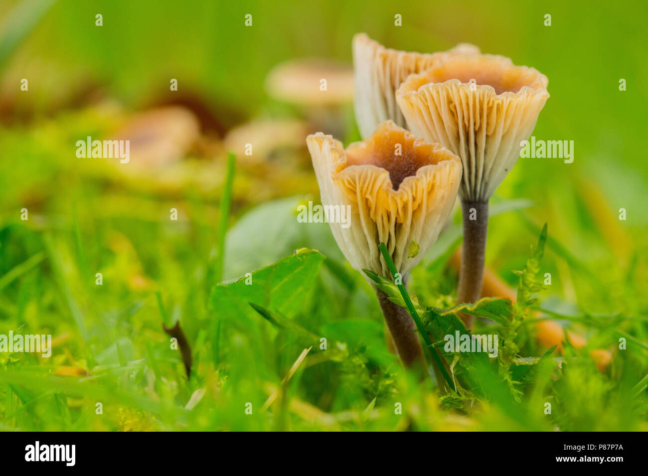 Collared mosscap hi-res stock photography and images - Alamy