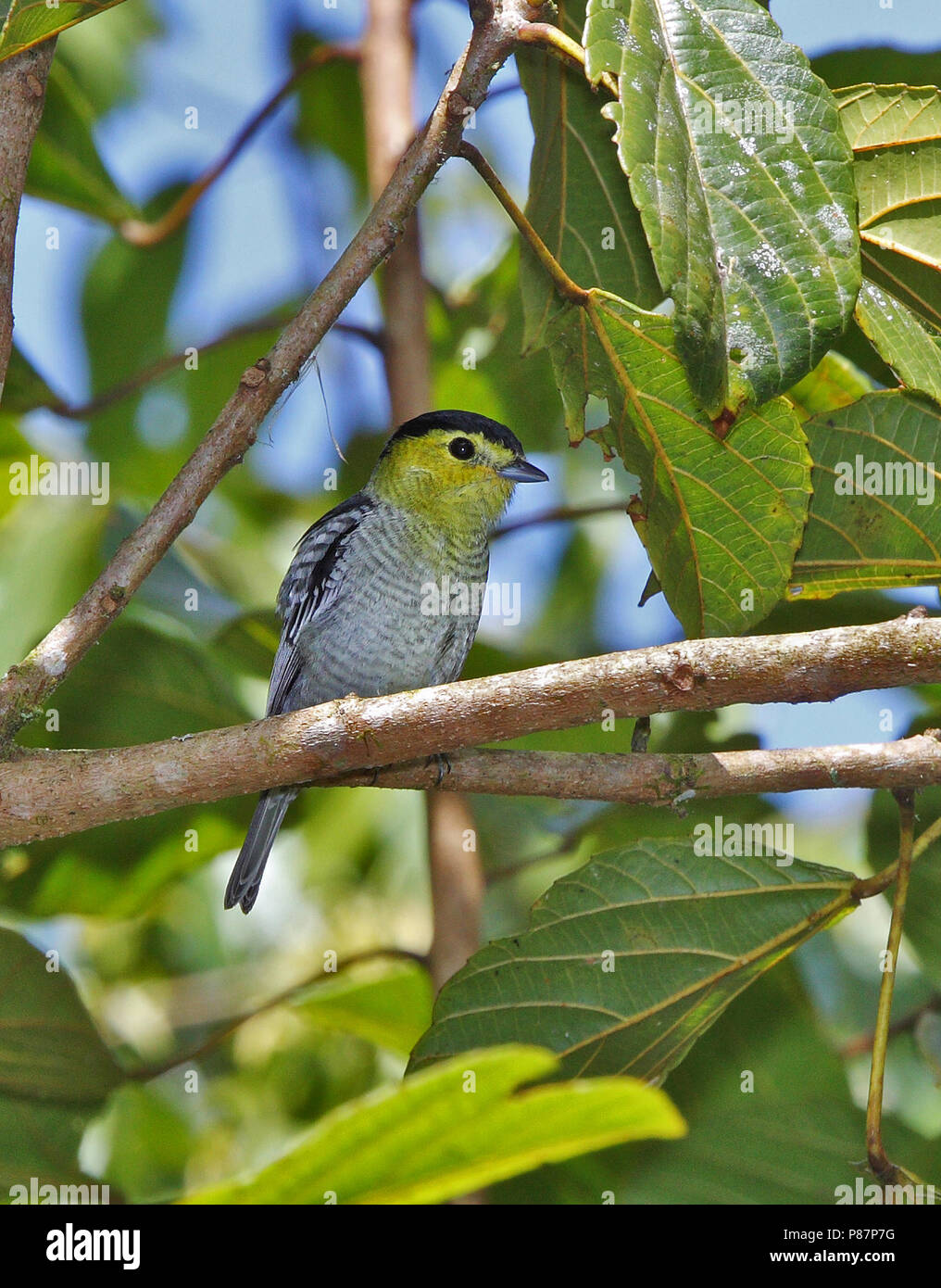 Barred Becard, Pachyramphus versicolor Stock Photo - Alamy