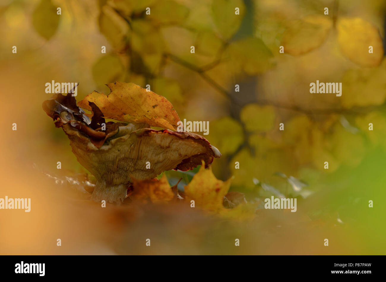 Paddestoelen hi-res stock photography and images - Alamy