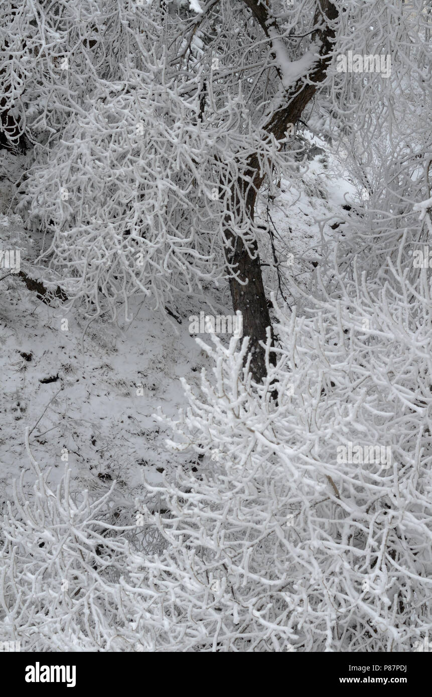 Deciduous tree with curved trunk Stock Photo - Alamy