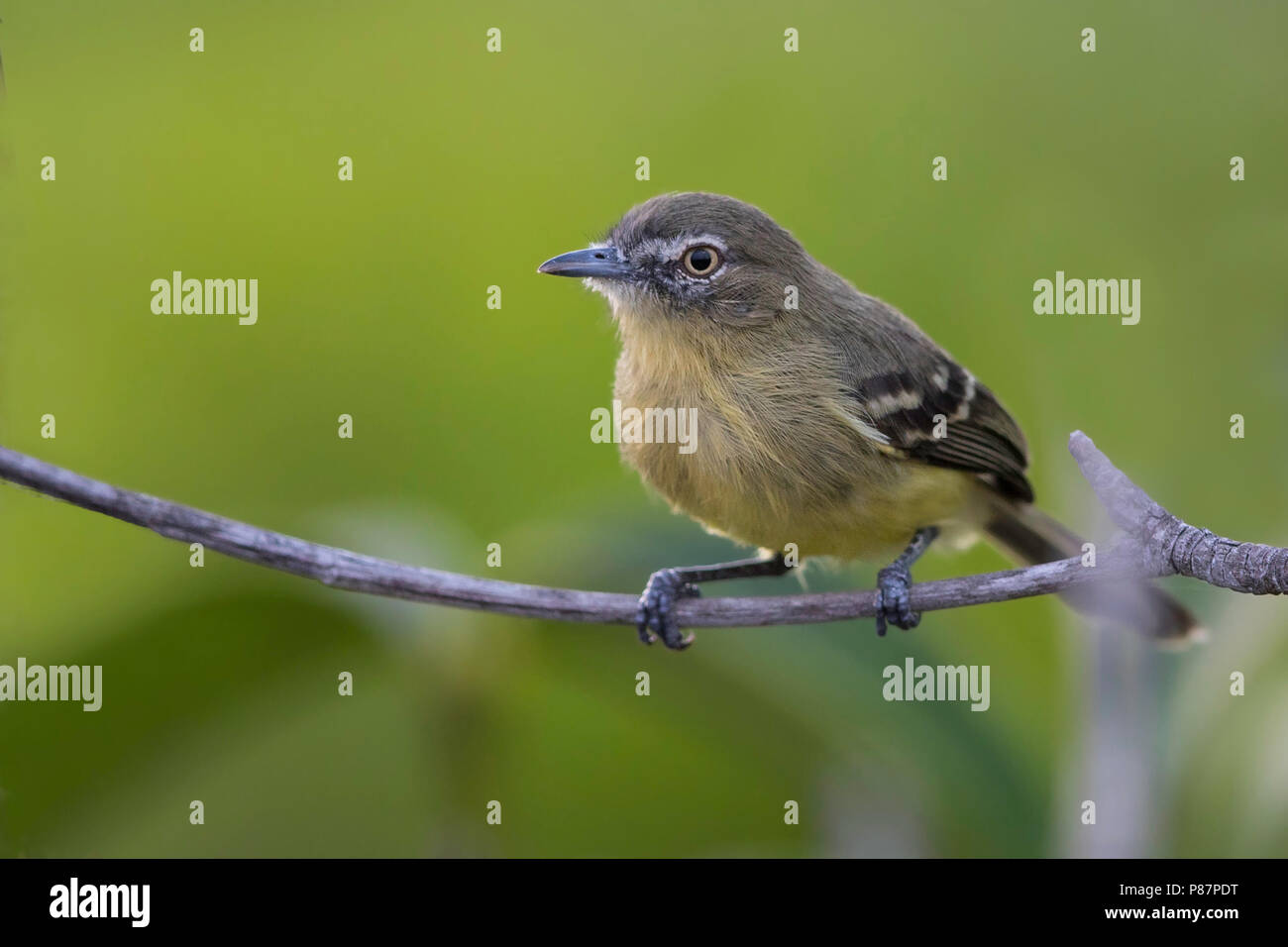 Tyrannulet hi-res stock photography and images - Alamy