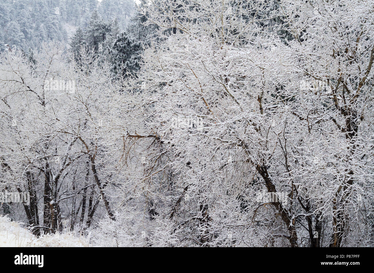 Snow on trees in America Stock Photo - Alamy
