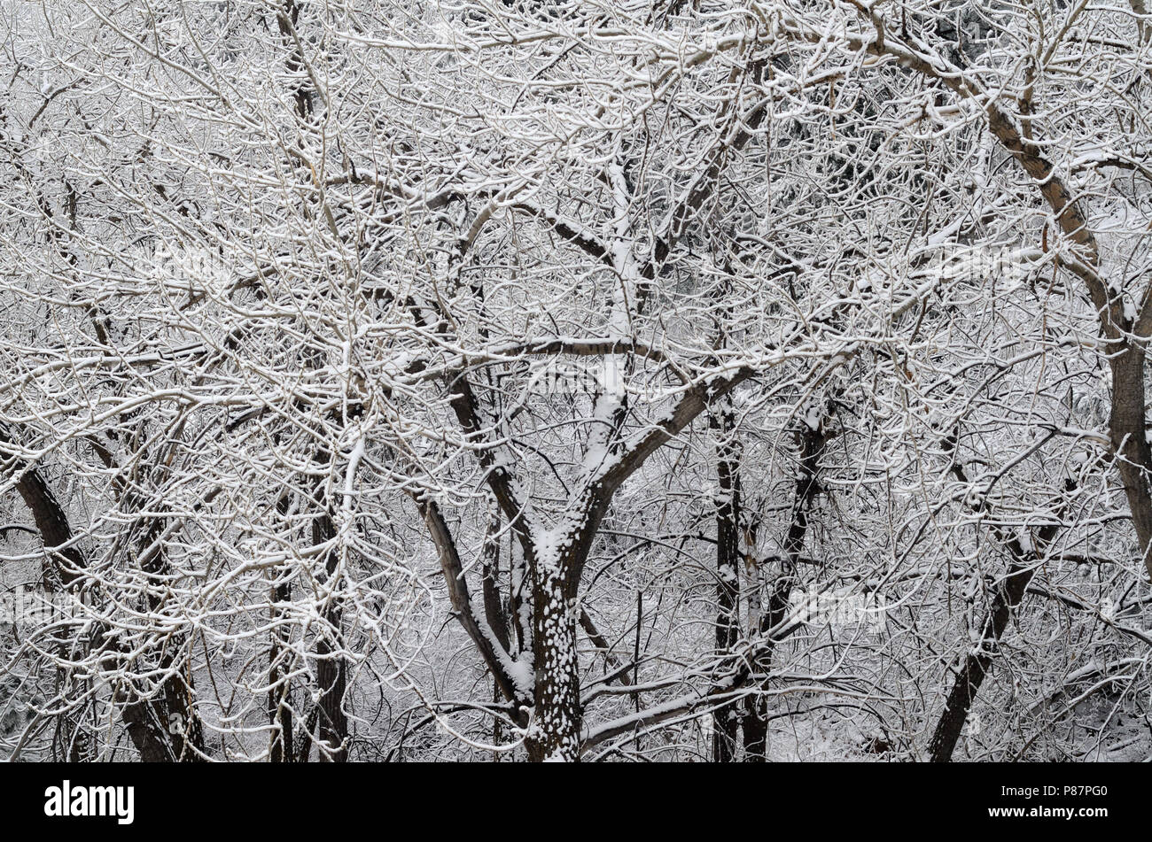 Snow-covered branches of deciduous trees in canyon west of Boulder ...