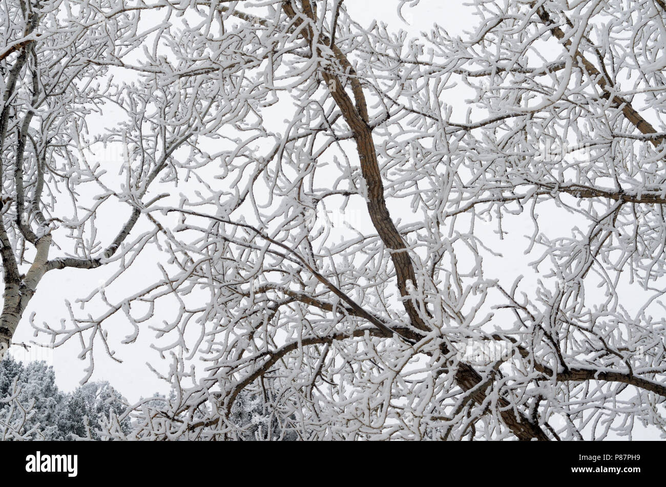 Snow-covered tree branches near Boulder, Colorado Stock Photo - Alamy