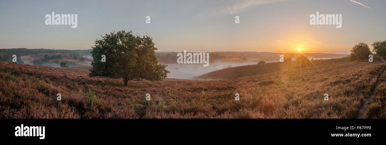 Zijperberg hi-res stock photography and images - Alamy