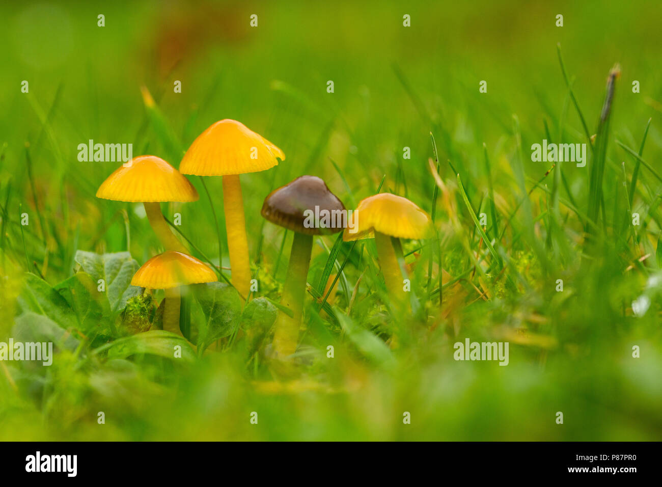 Parrot toadstool hi-res stock photography and images - Alamy