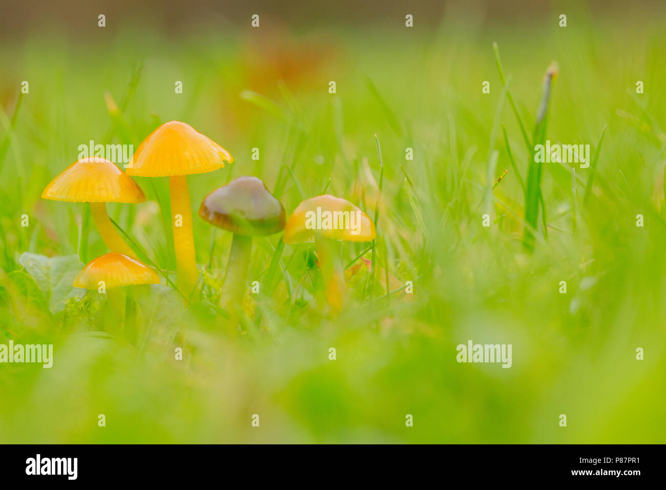 Papegaaizwammetje hi-res stock photography and images - Alamy