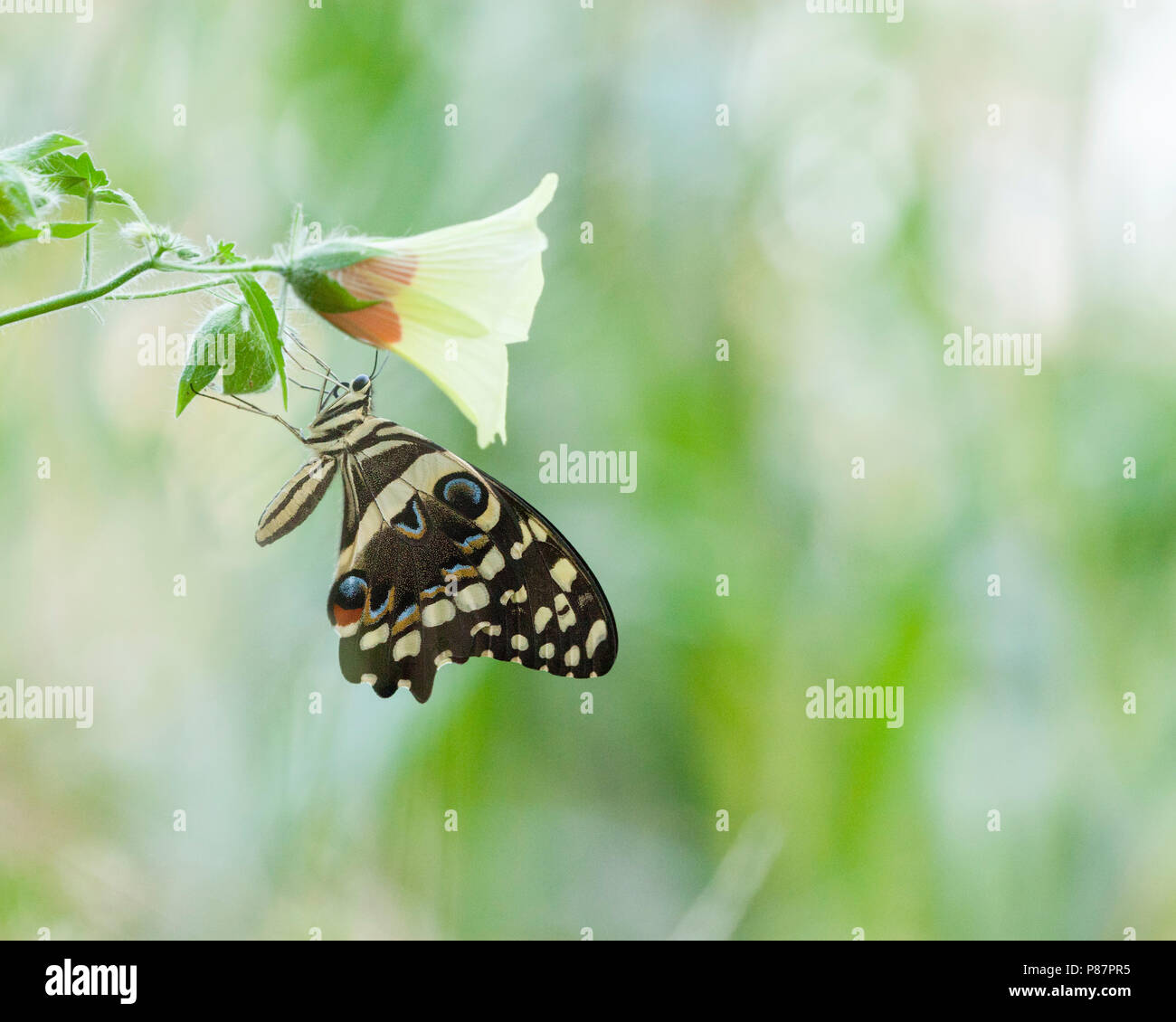 Demodocus hi-res stock photography and images - Alamy