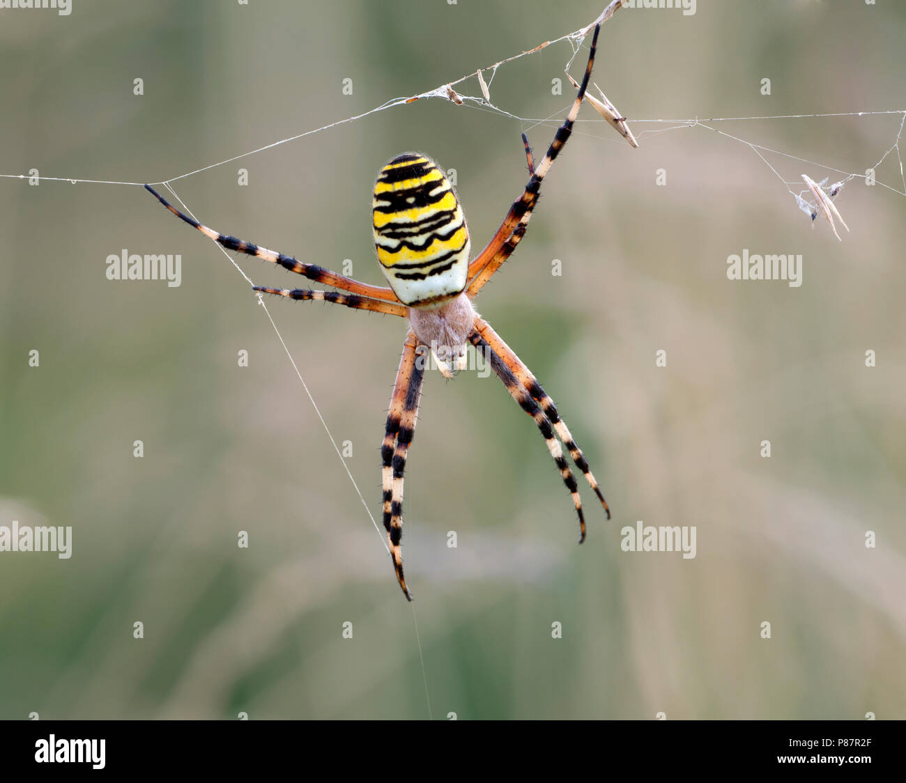Spin in web, Spider in web Stock Photo - Alamy