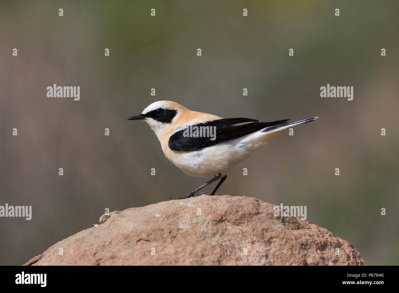 Black eared wheatear hi-res stock photography and images - Alamy