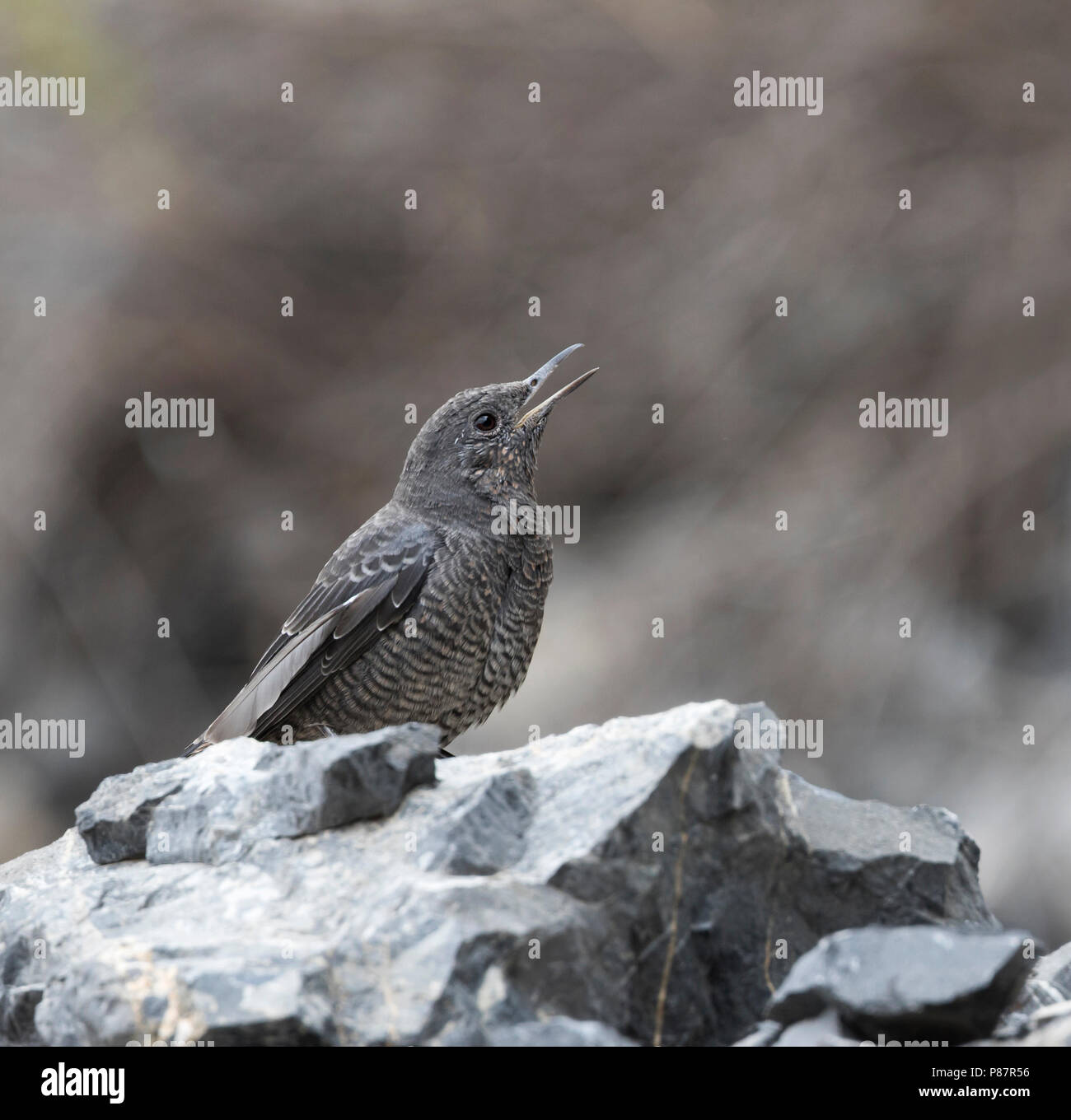 Western Blue Rock Thrush; Monticola solitarius ssp. longirostris Stock ...