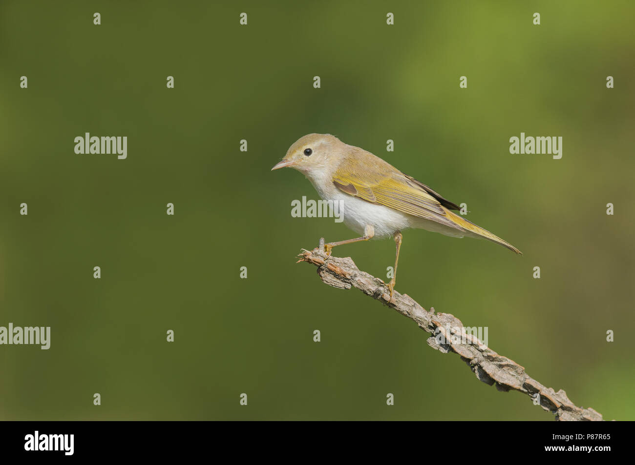 Western Bonelli's Warbler (Phylloscopus bonelli) at drinking station in ...