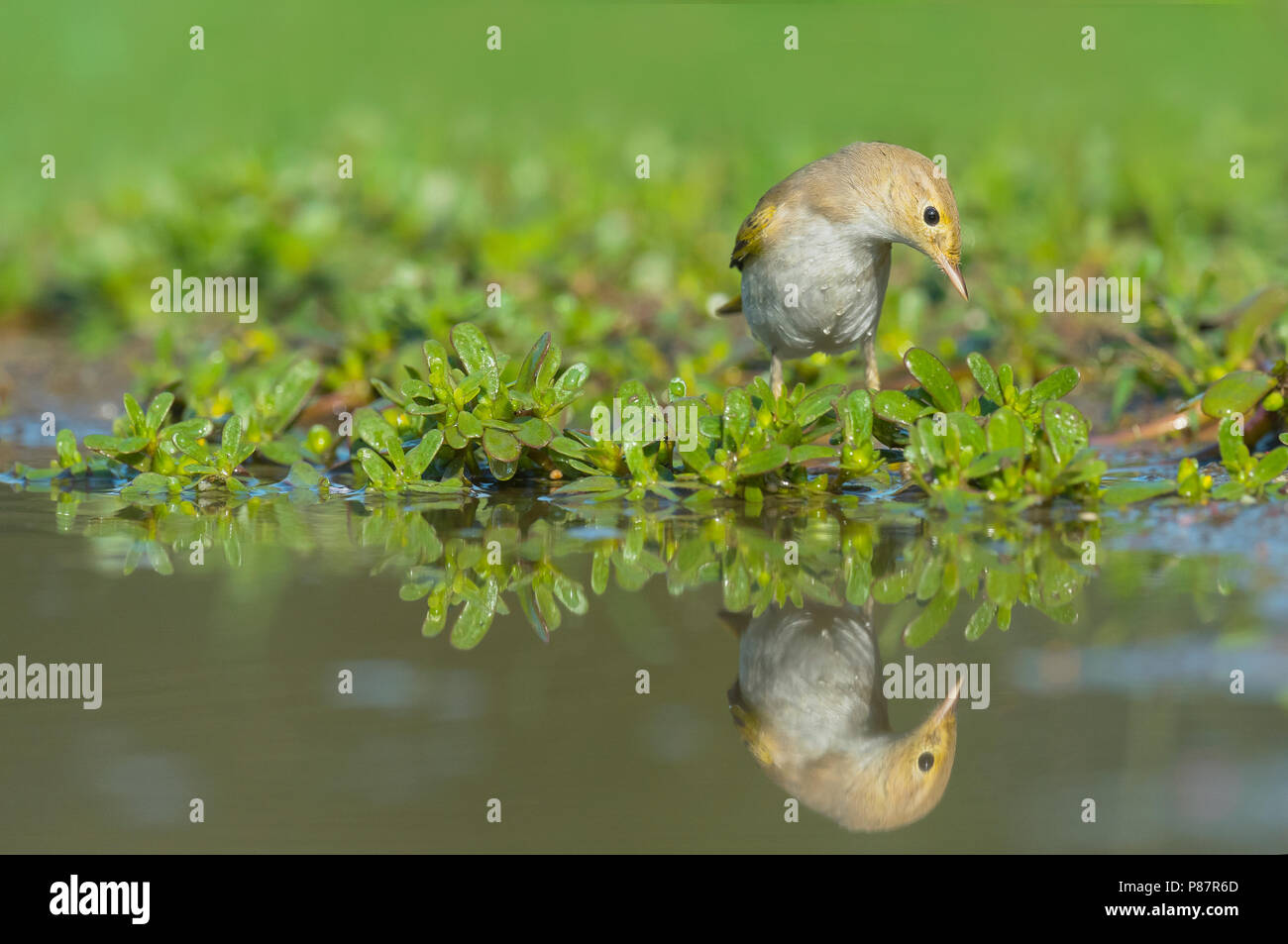 Western Bonelli's Warbler (Phylloscopus bonelli) at drinking station in ...