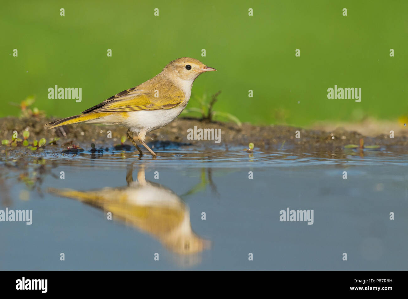 Western Bonelli's Warbler (Phylloscopus bonelli) at drinking station in ...