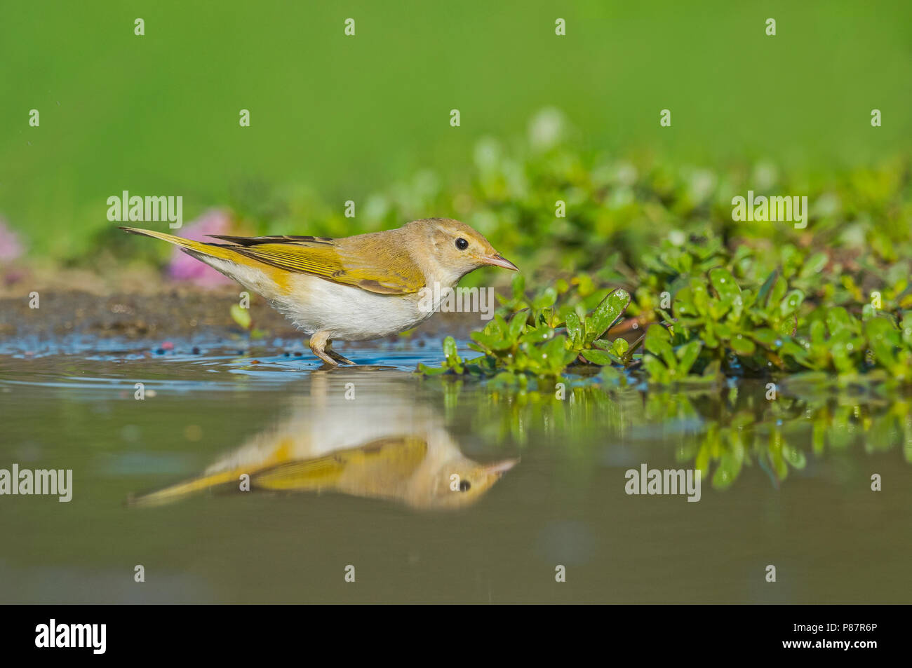 Western Bonelli's Warbler (Phylloscopus bonelli) at drinking station in ...