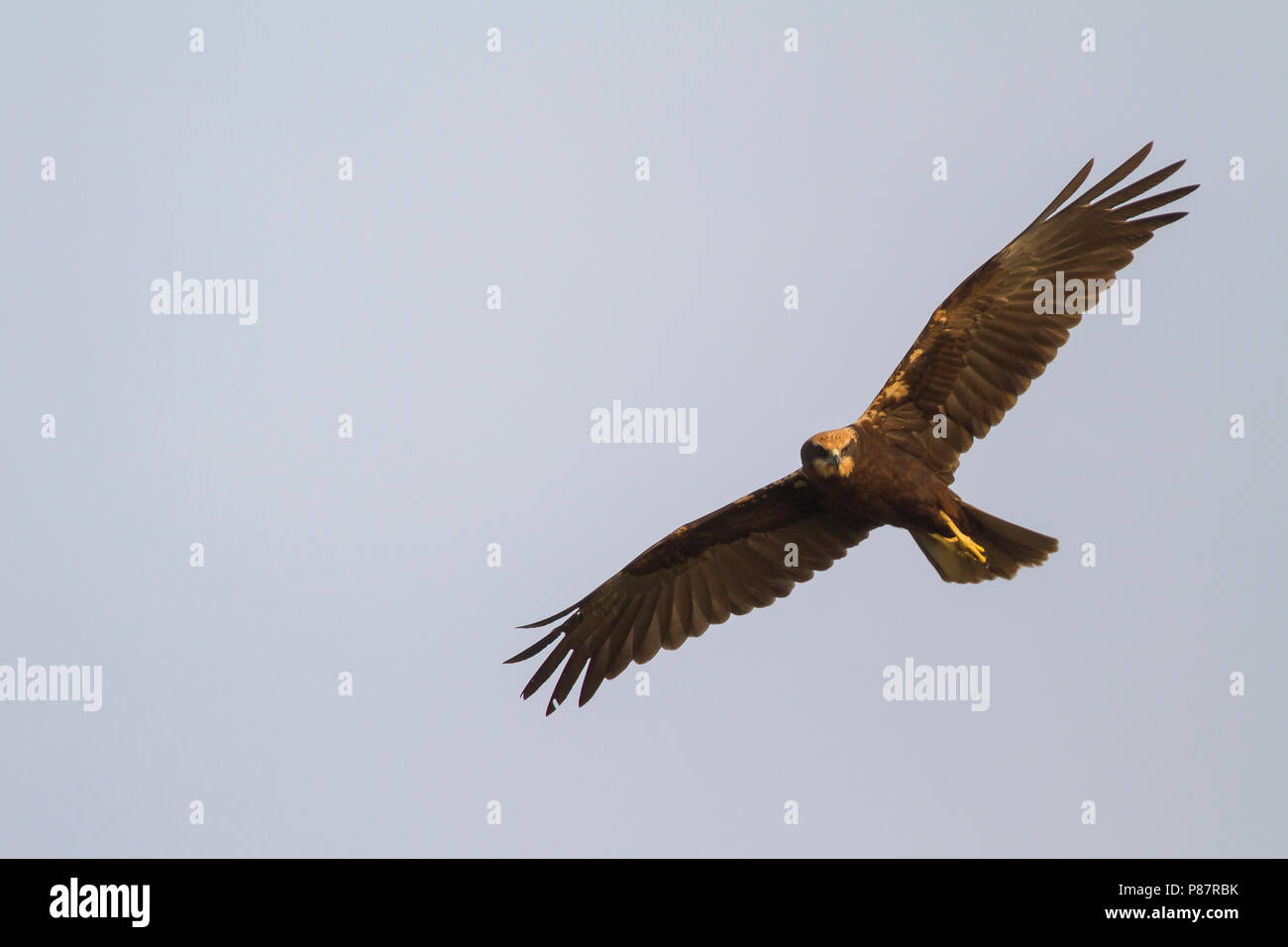 Western Marsh Harrier, 1st cy, Oman Stock Photo - Alamy