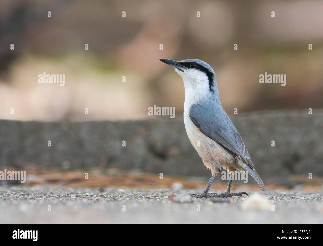 Rock nuthatch sitta neumayer hi-res stock photography and images - Alamy