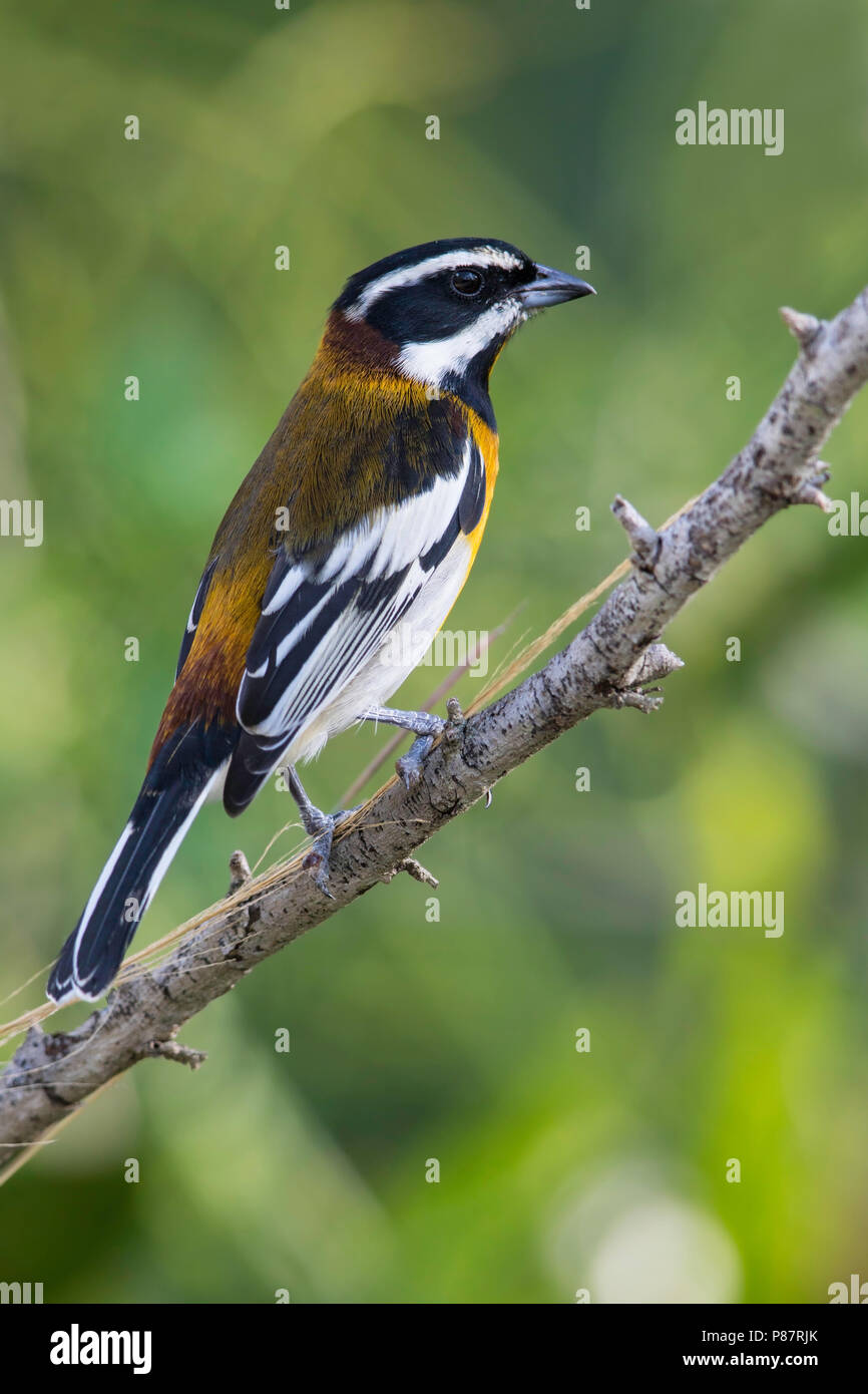 Western Spindalis (Spindalis zena) on the Bahamas. Either zena or ...