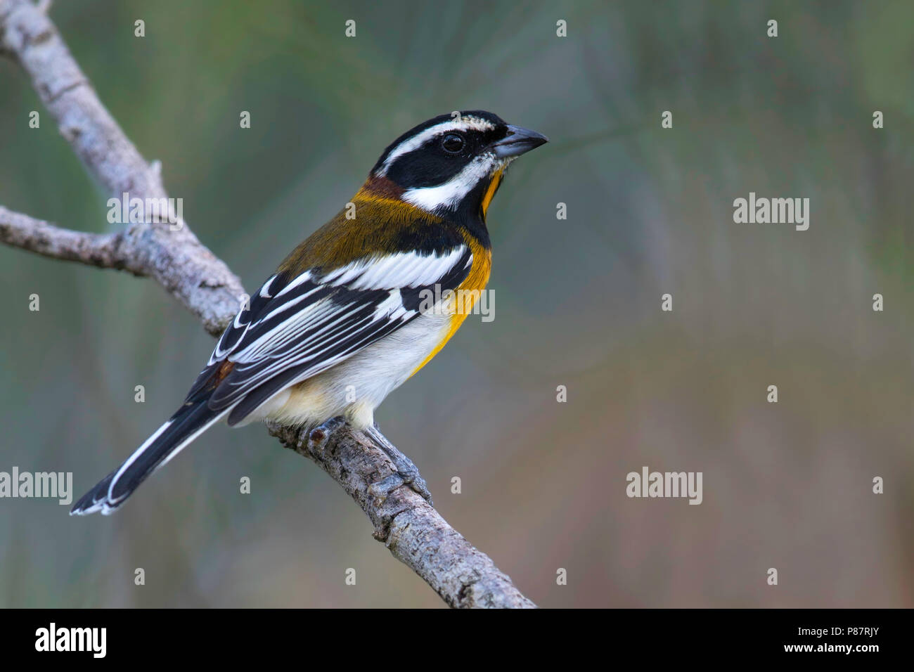 Bahamas bird hi-res stock photography and images - Alamy