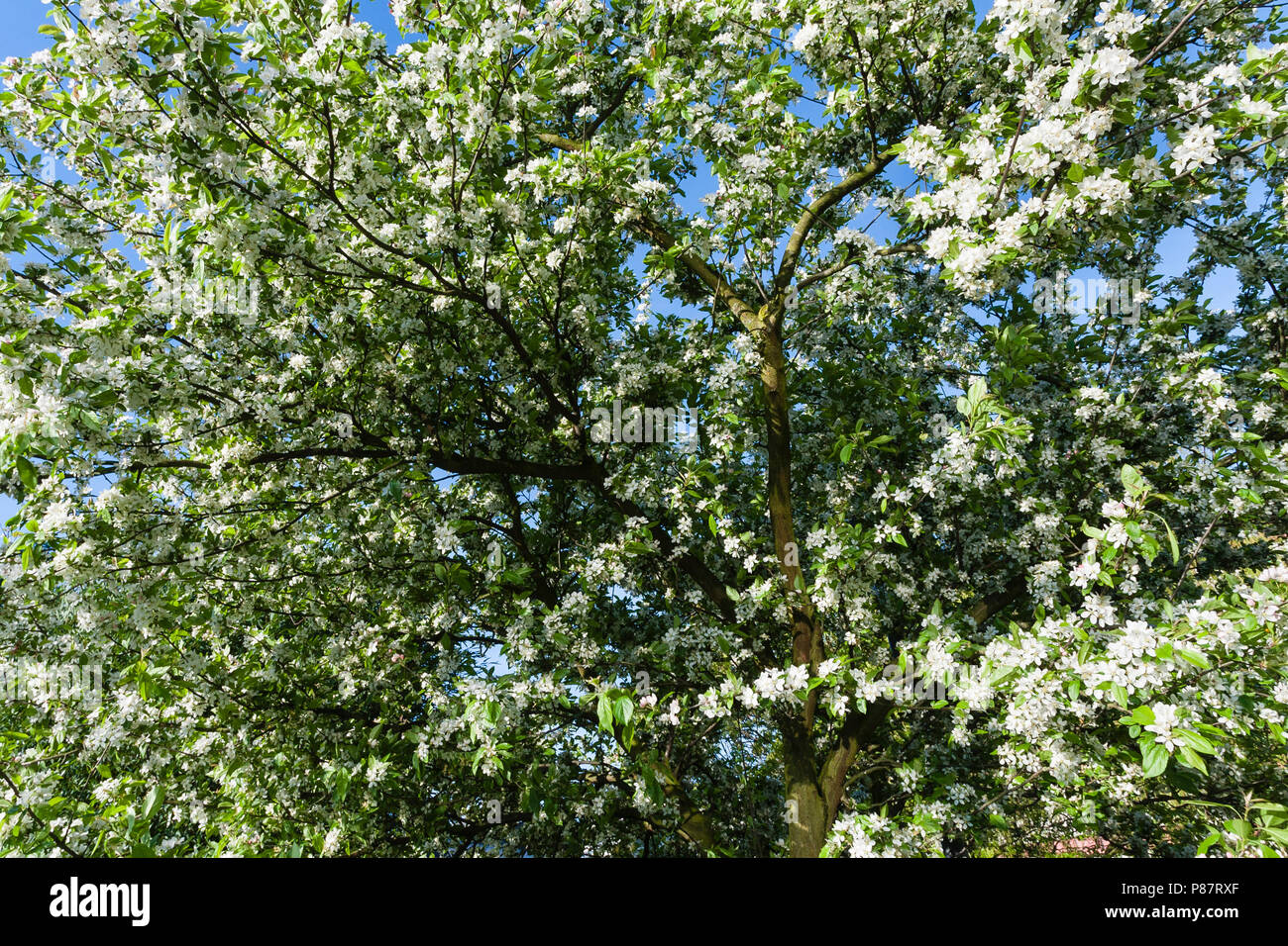 Prunus tree hi-res stock photography and images - Alamy