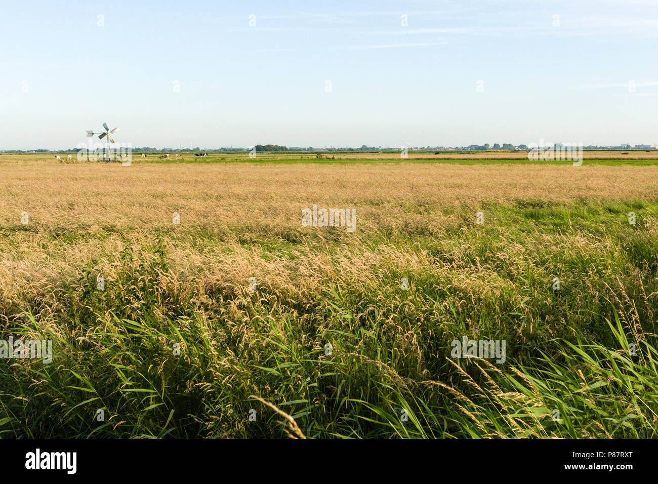 Grassland at Wormer- en Wisperveld in spring Stock Photo - Alamy