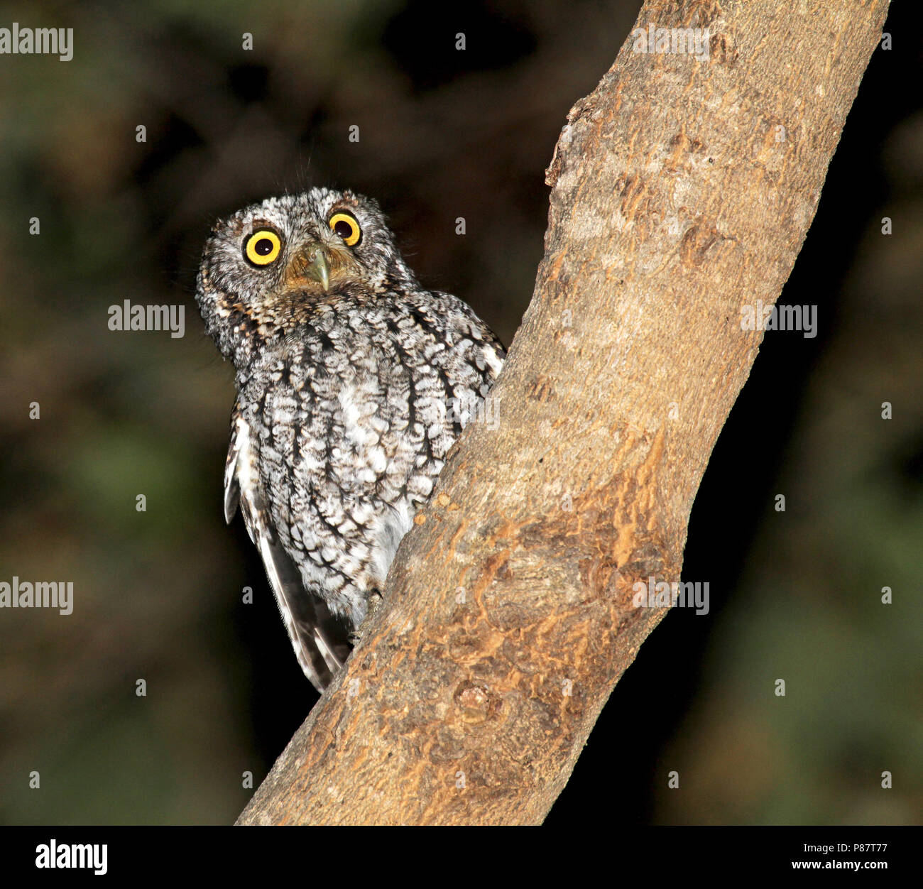 Whiskered Screech-Owl (Megascops trichopsi Stock Photo - Alamy