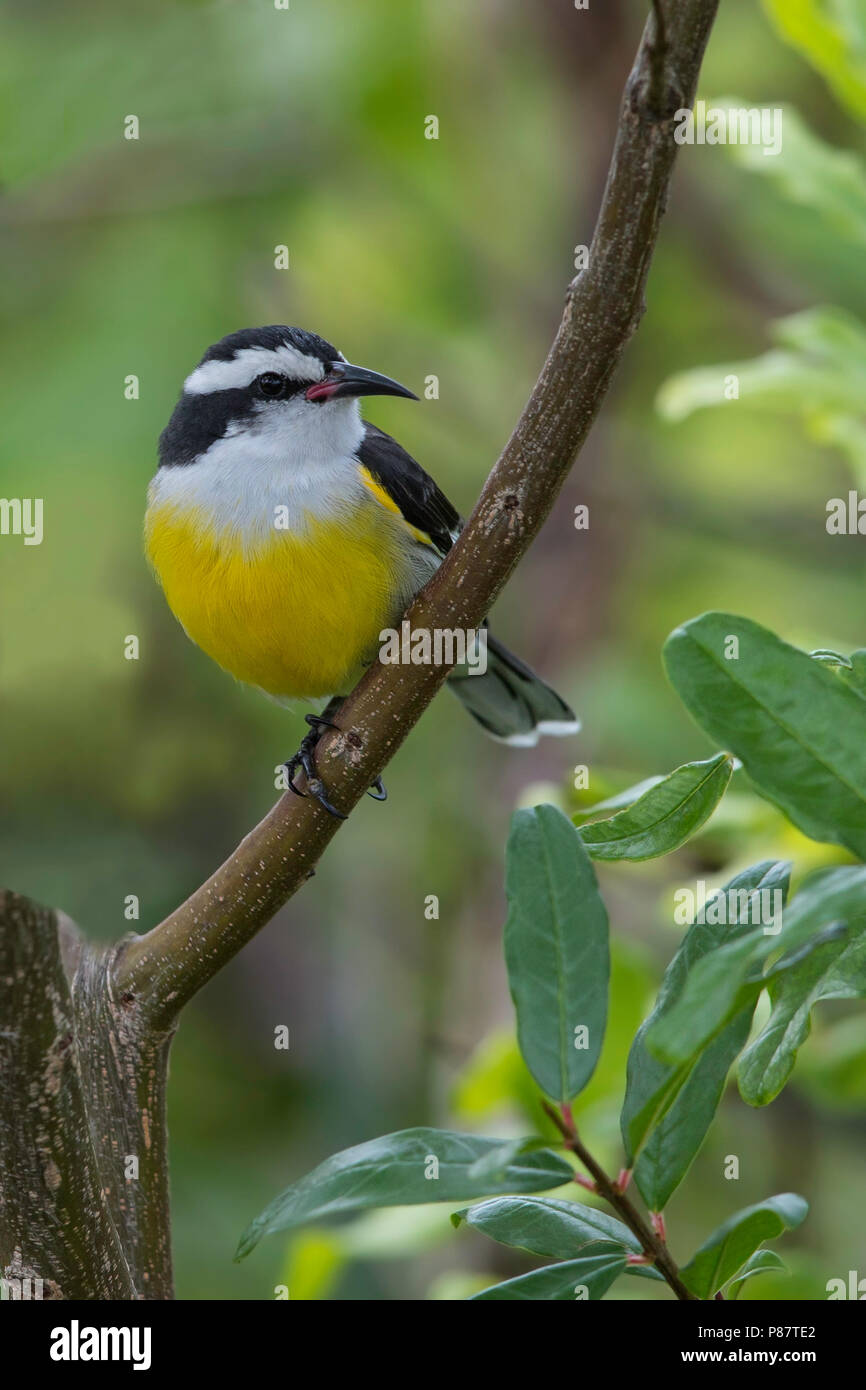 Bahamas birds hi-res stock photography and images - Alamy