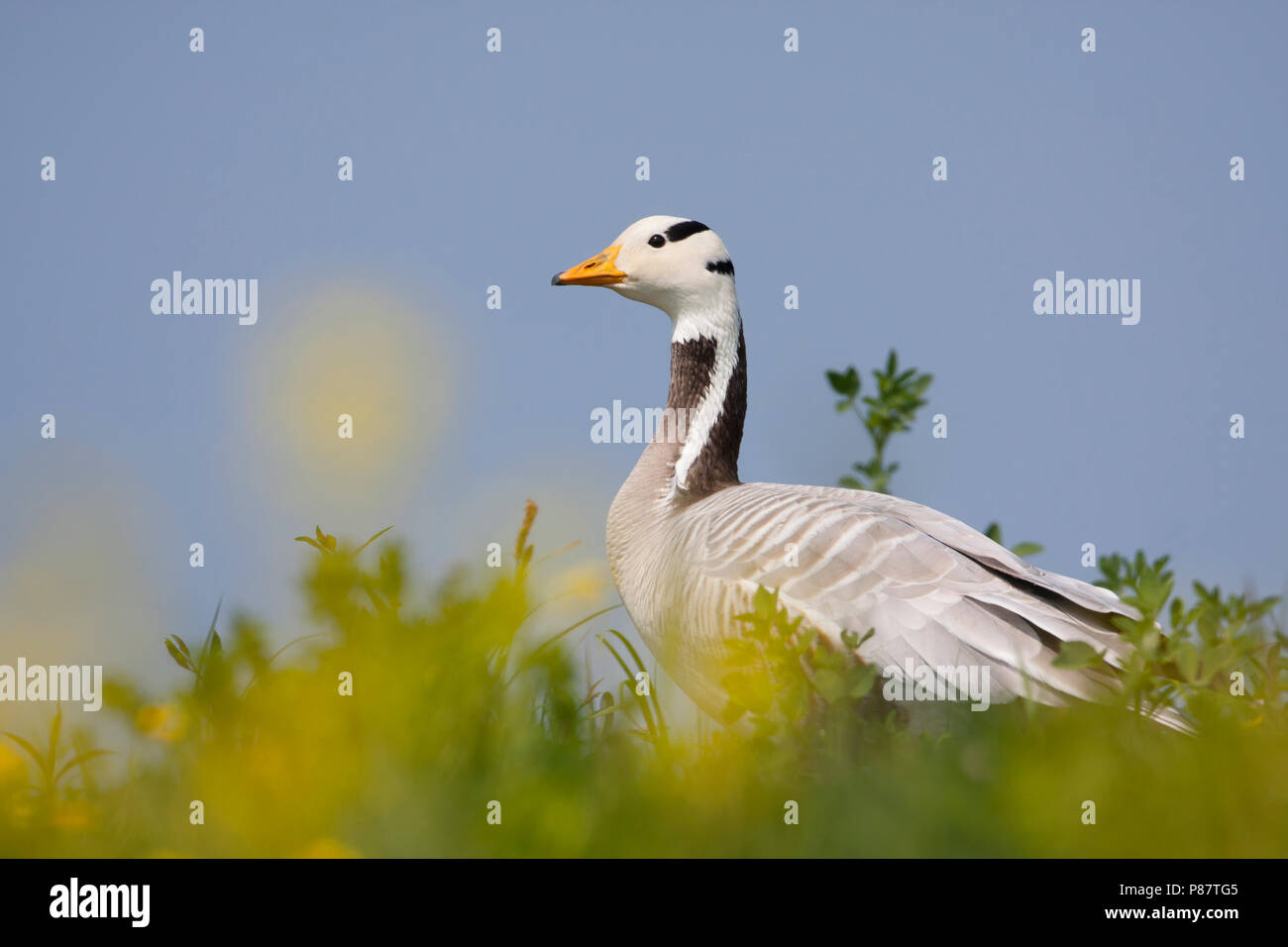 Ansar indio bar headed goose anser indicus hi-res stock photography and ...