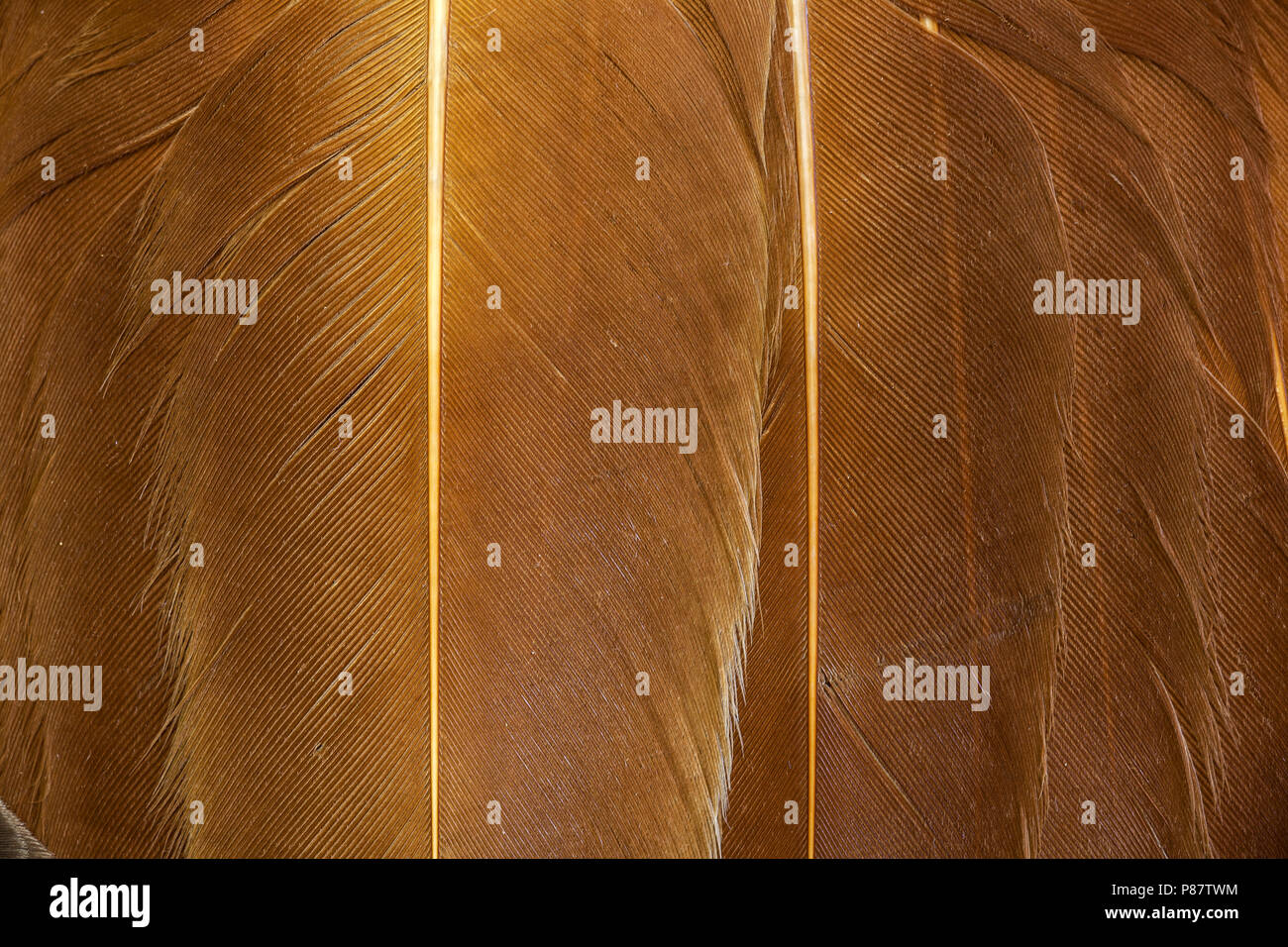 Hawk feather hi-res stock photography and images - Alamy