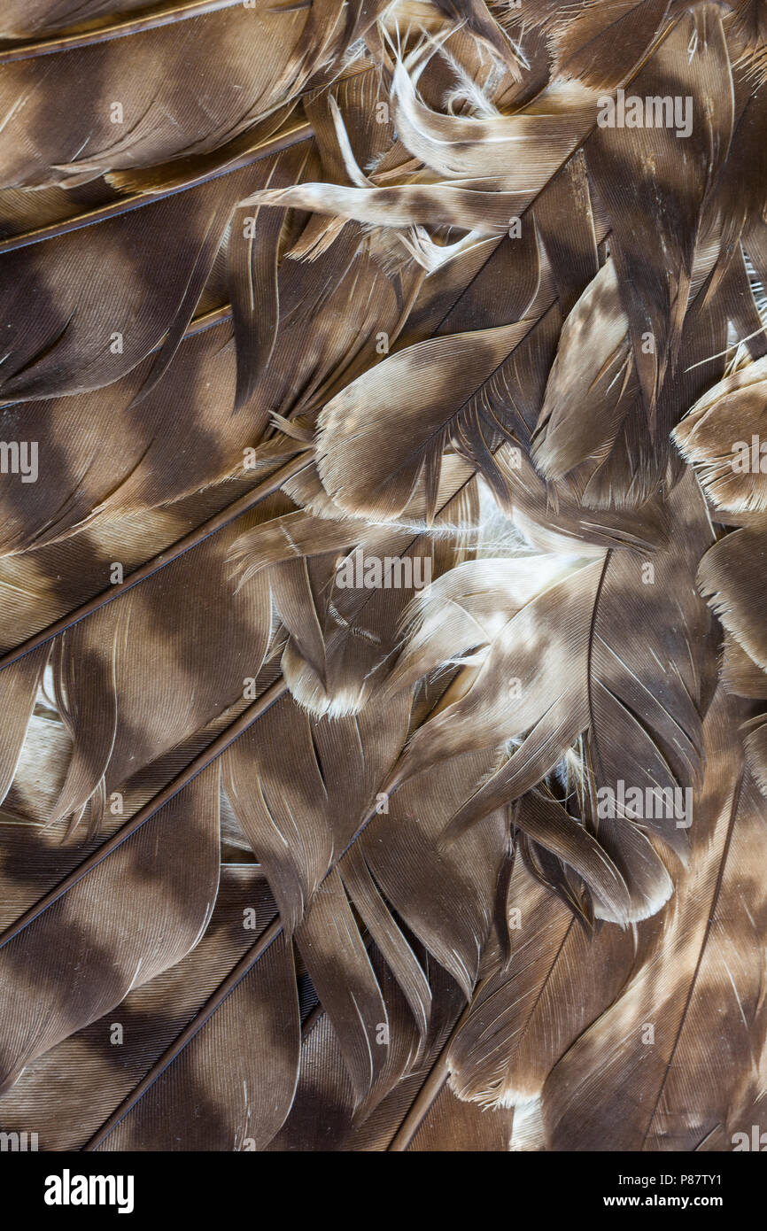 Hawk feather hi-res stock photography and images - Alamy