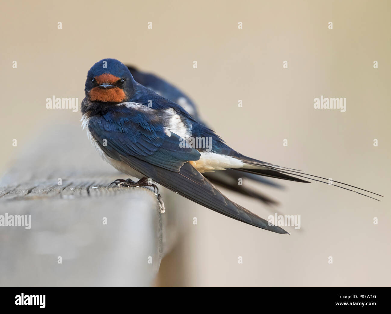 Ssp rustica hi-res stock photography and images - Alamy
