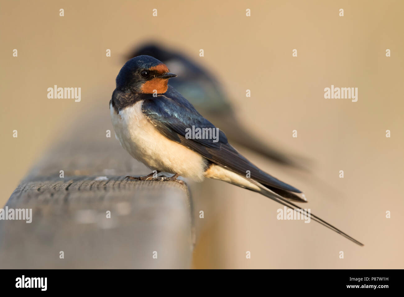 Ssp rustica hi-res stock photography and images - Alamy