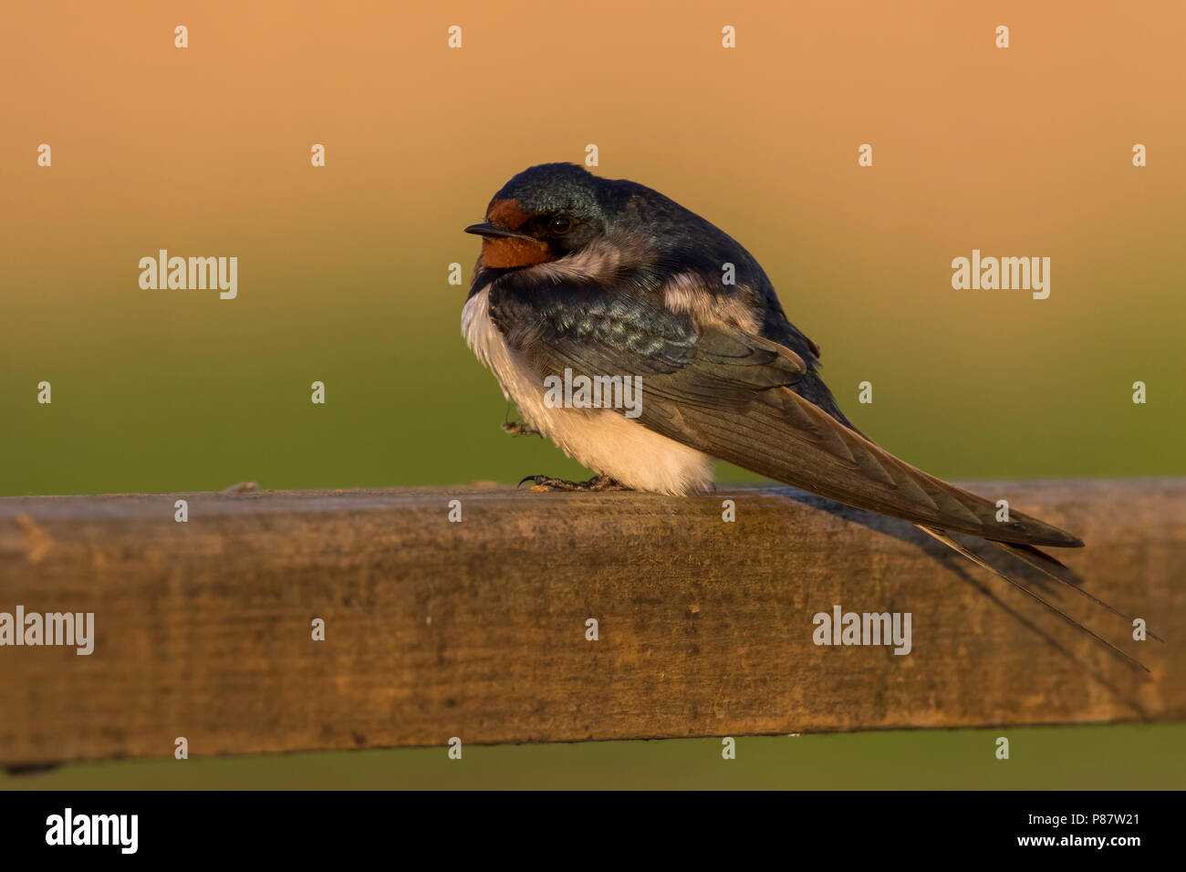 Female barn swallow hirundo rustica hi-res stock photography and images ...